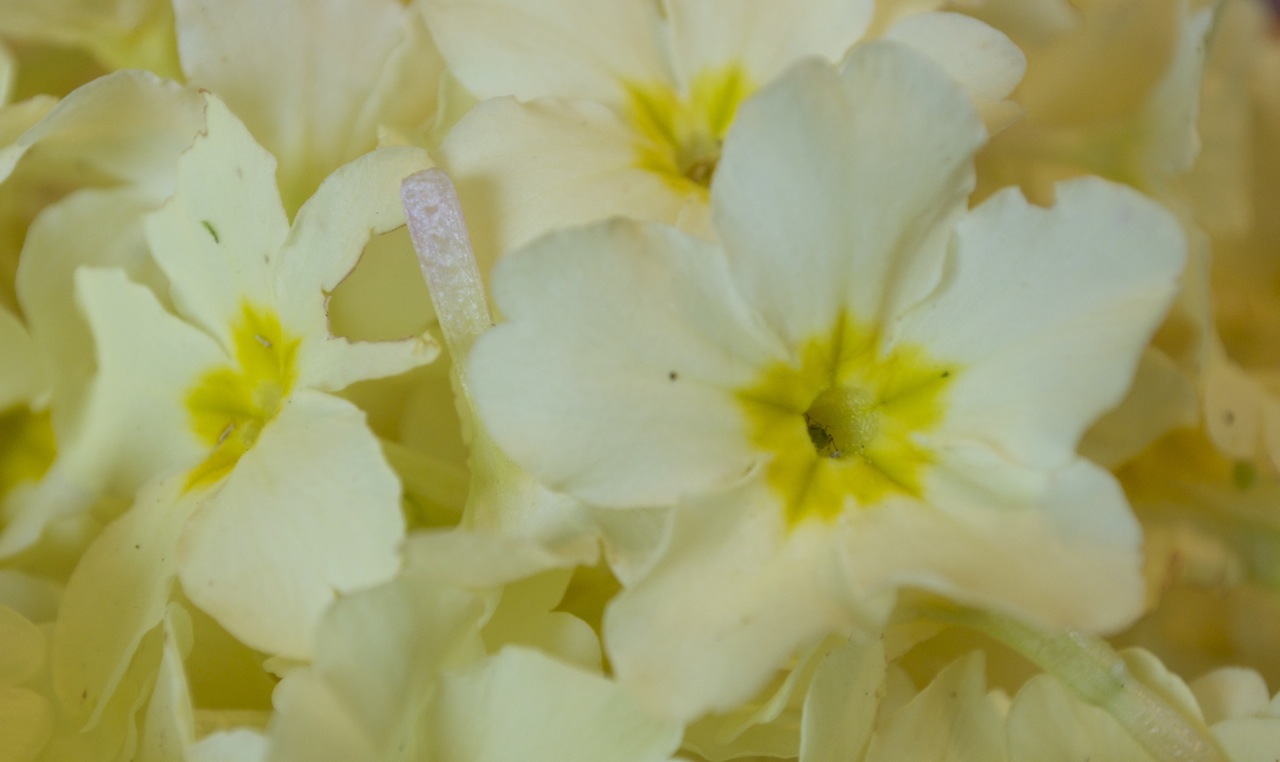 Primrose Petal Jam– Recipe – Ciaran The Gardener
