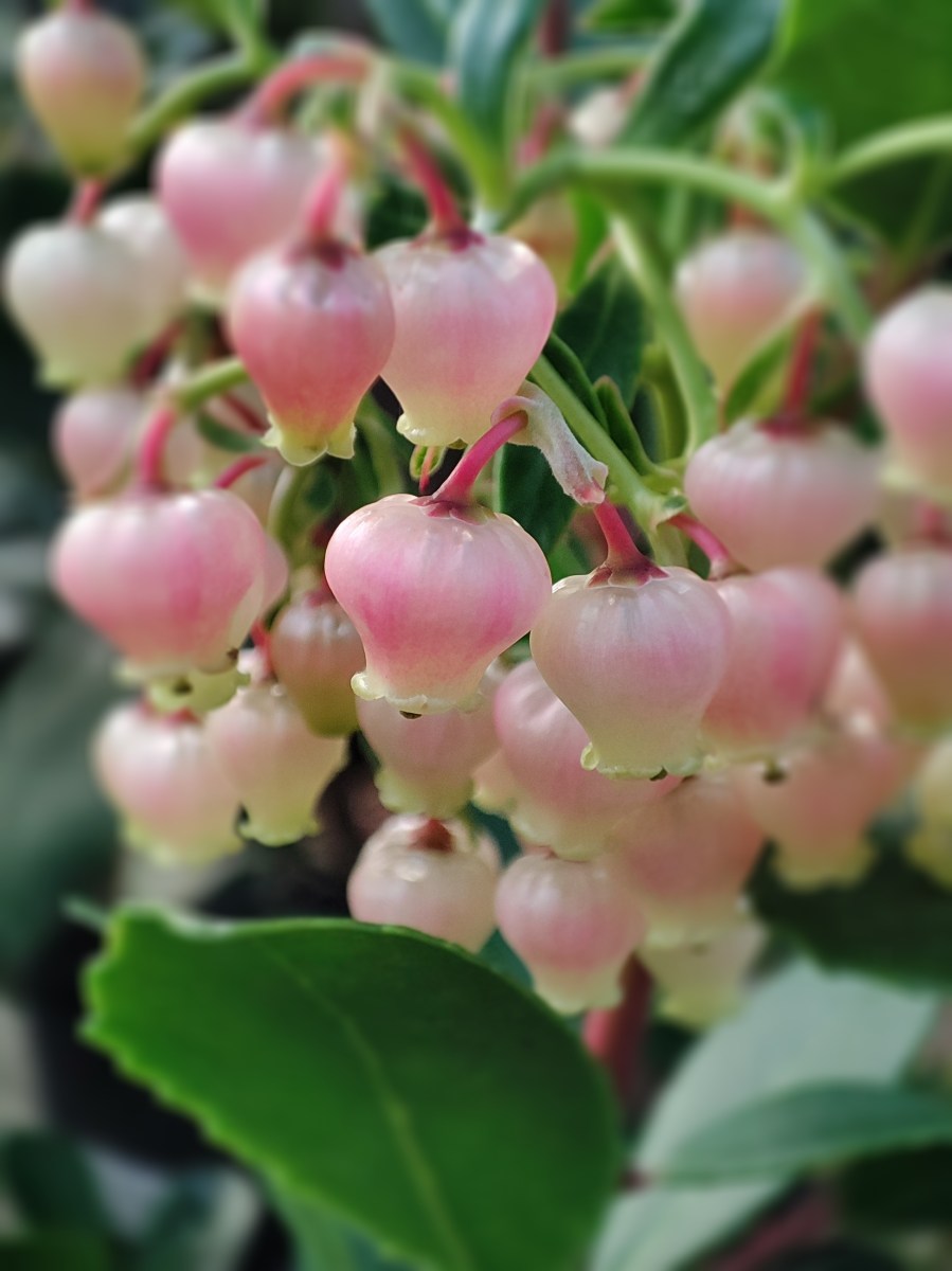 Strawberry Tree – some nice varieties – Ciaran The Gardener