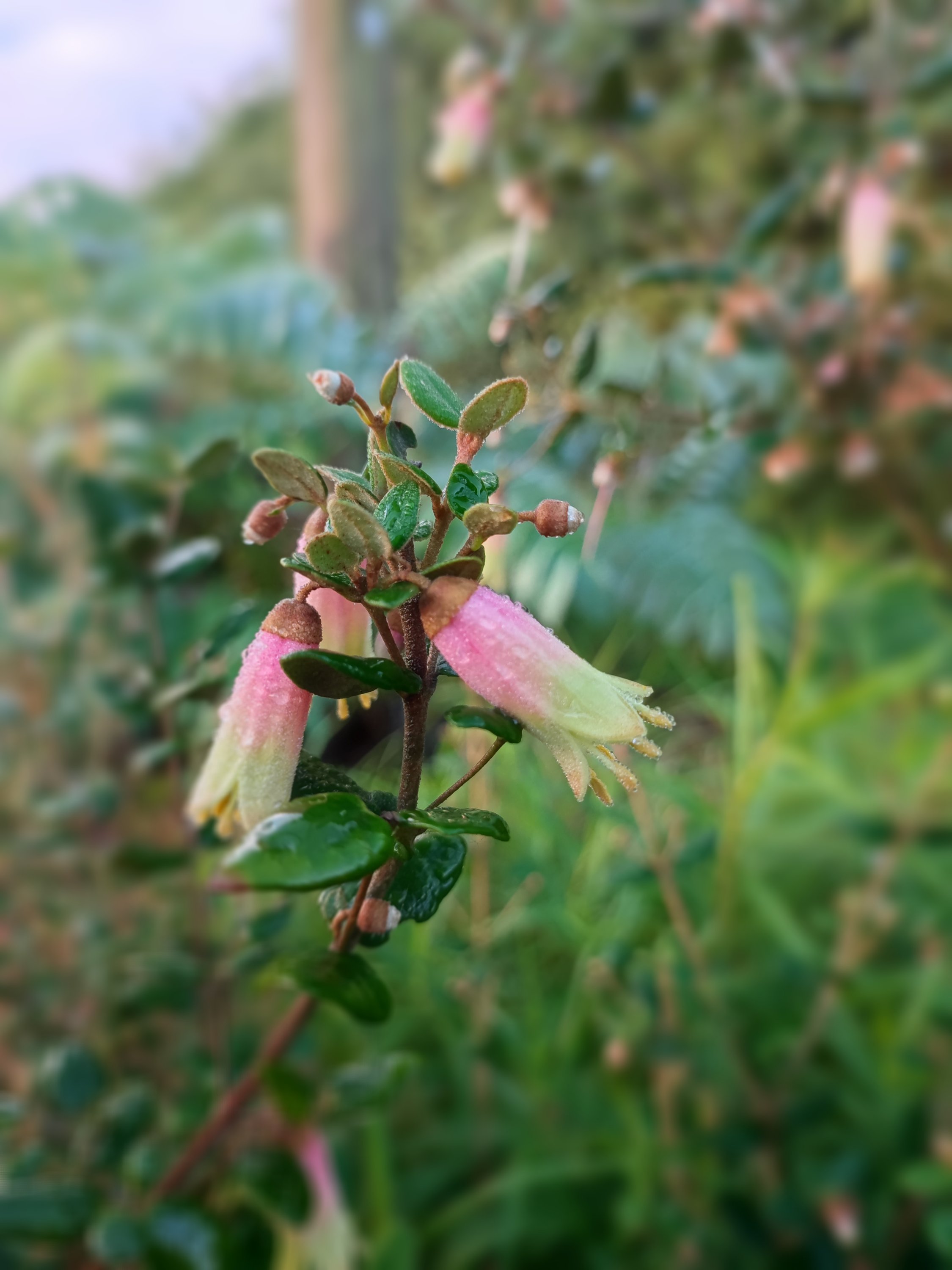 Plant Profile – Correa ‘Marion’s Marvel’ – Ciaran The Gardener