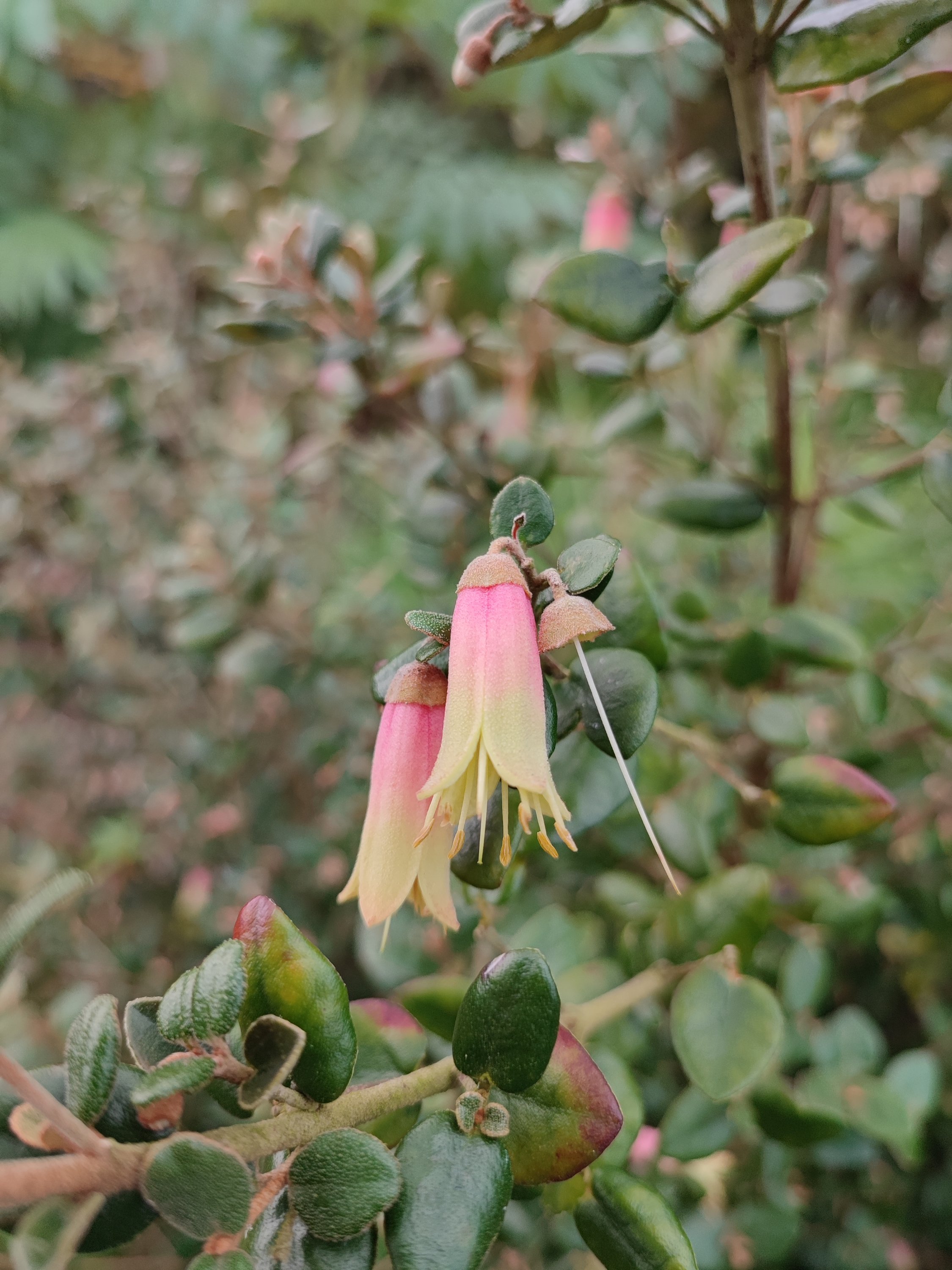 Plant Profile – Correa ‘Marion’s Marvel’ – Ciaran The Gardener