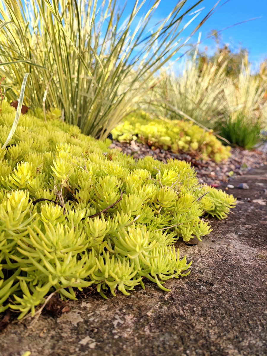 Sedum reflexum ‘Lemon Ball’ – Ciaran The Gardener
