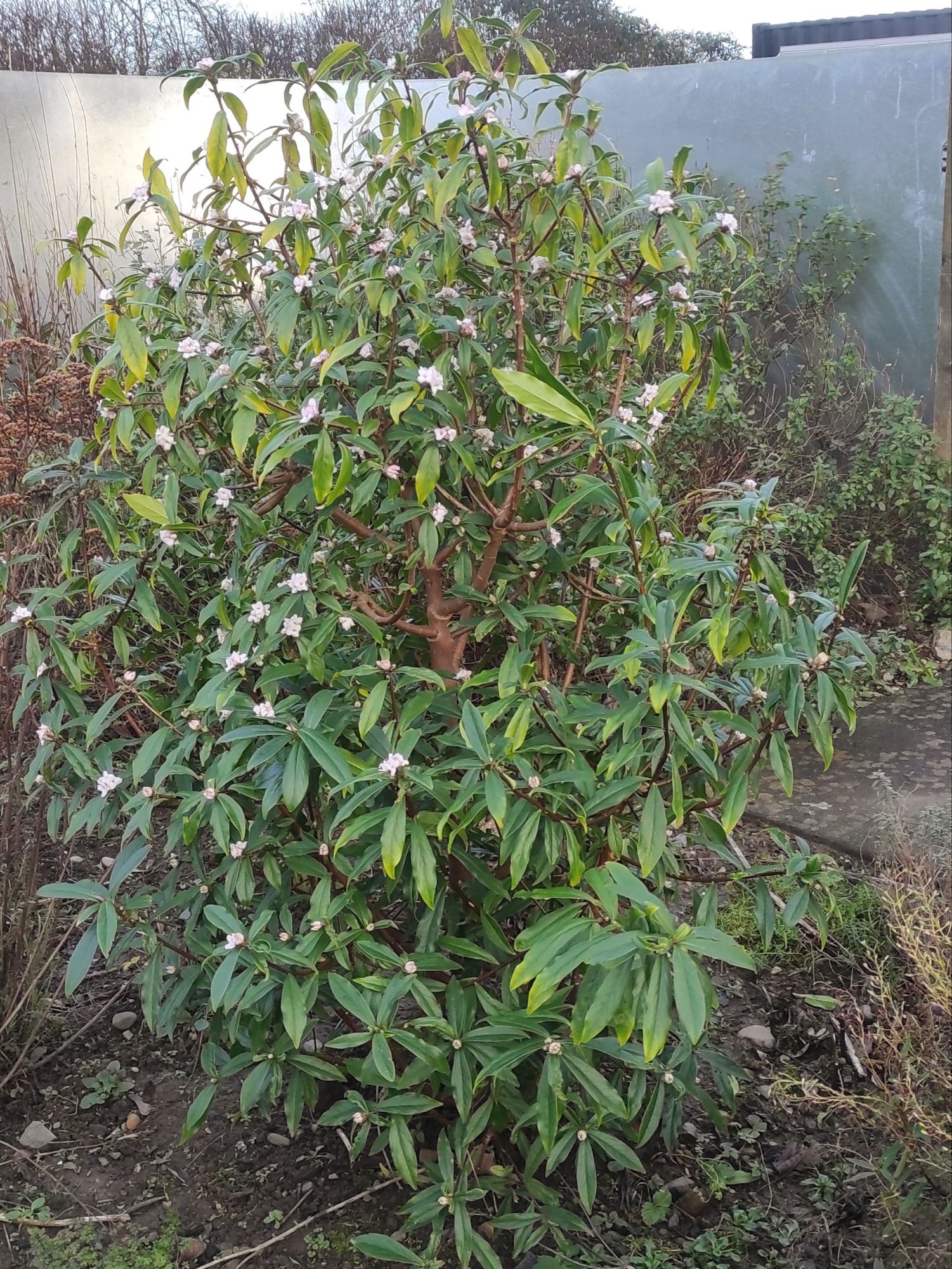 13 Favourites Month by Month – Ciaran The Gardener