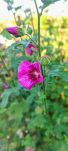 Cape Mallow Does Not Rest – Ciaran The Gardener