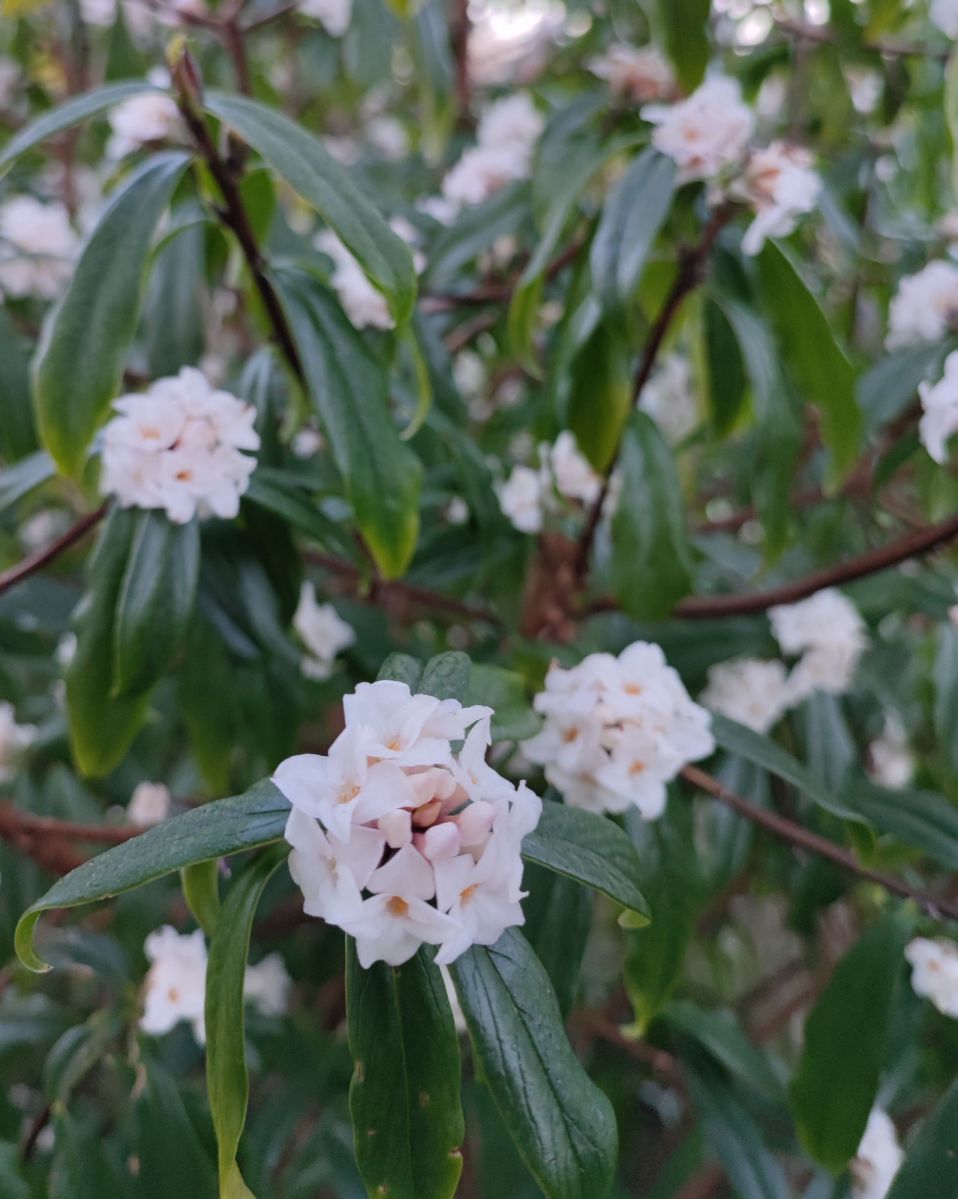 Daphne ‘Spring Herald’ – Ciaran The Gardener