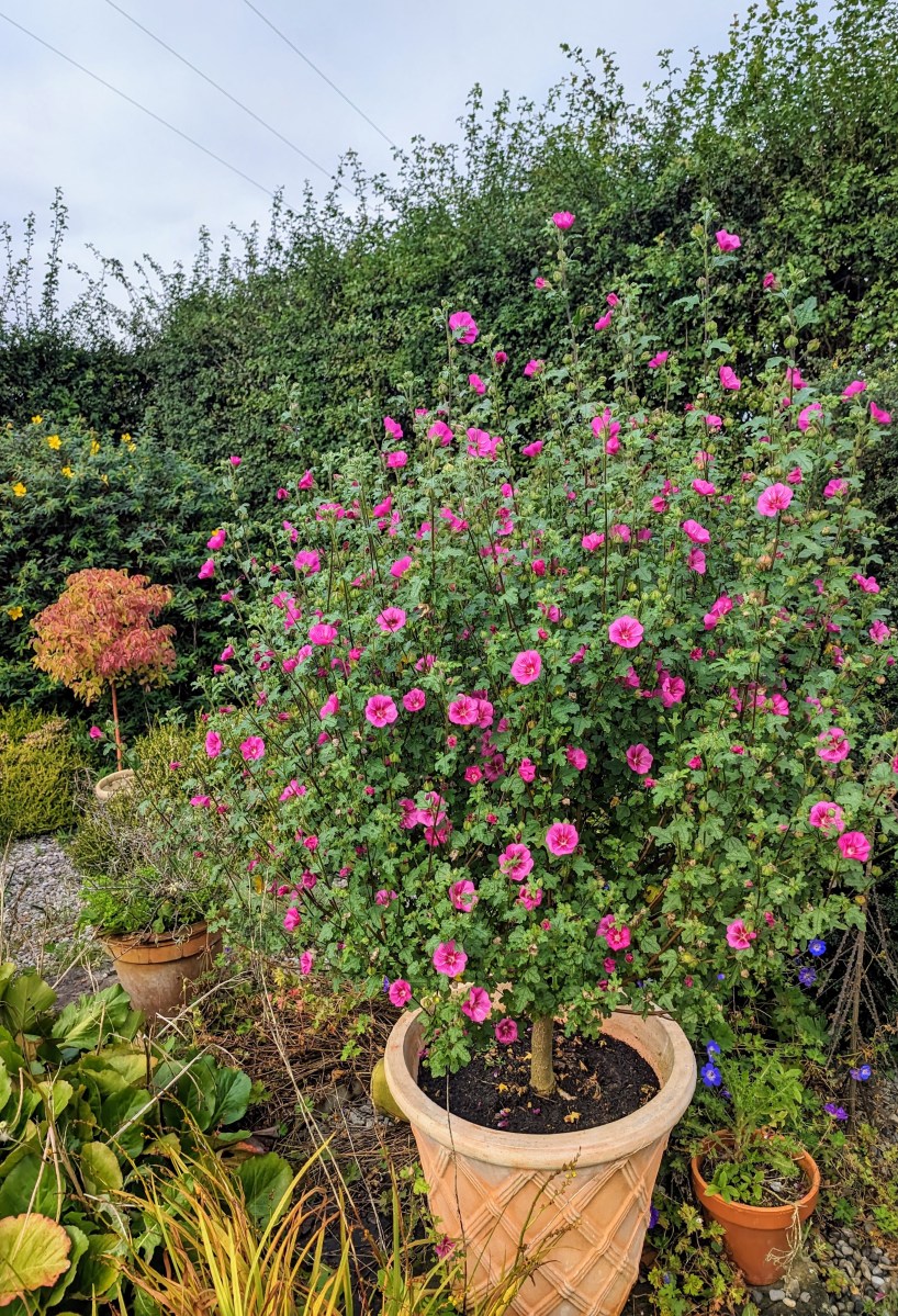 Cape Mallow Does Not Rest – Ciaran The Gardener