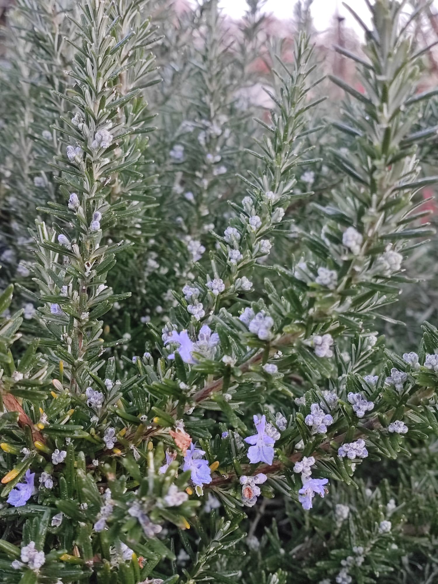 Rosmarinus officinalis var. prostratus – Ciaran The Gardener