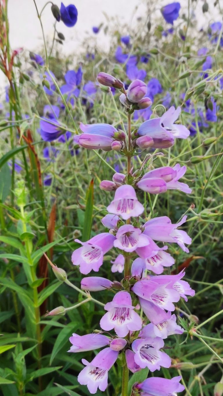 Pruning Penstemons – Ciaran The Gardener