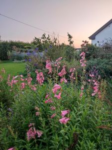 Pruning Penstemons – Ciaran The Gardener