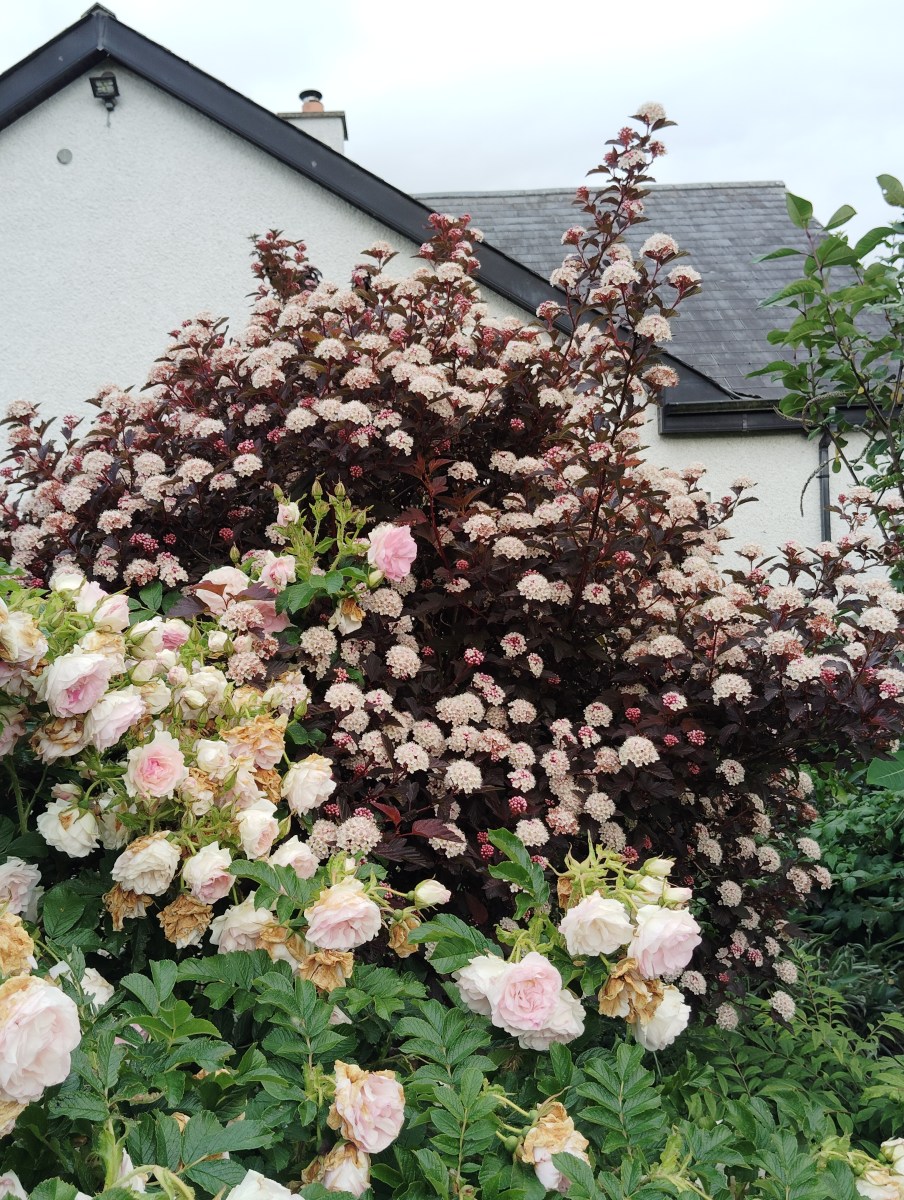 Rosa ‘Ritausma’ and The Devil – Ciaran The Gardener