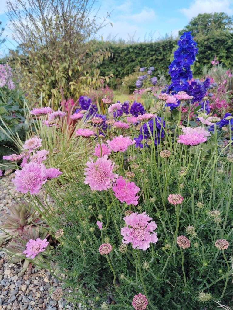 Ciaran Burke Plants & Gardening – Ciaran The Gardener