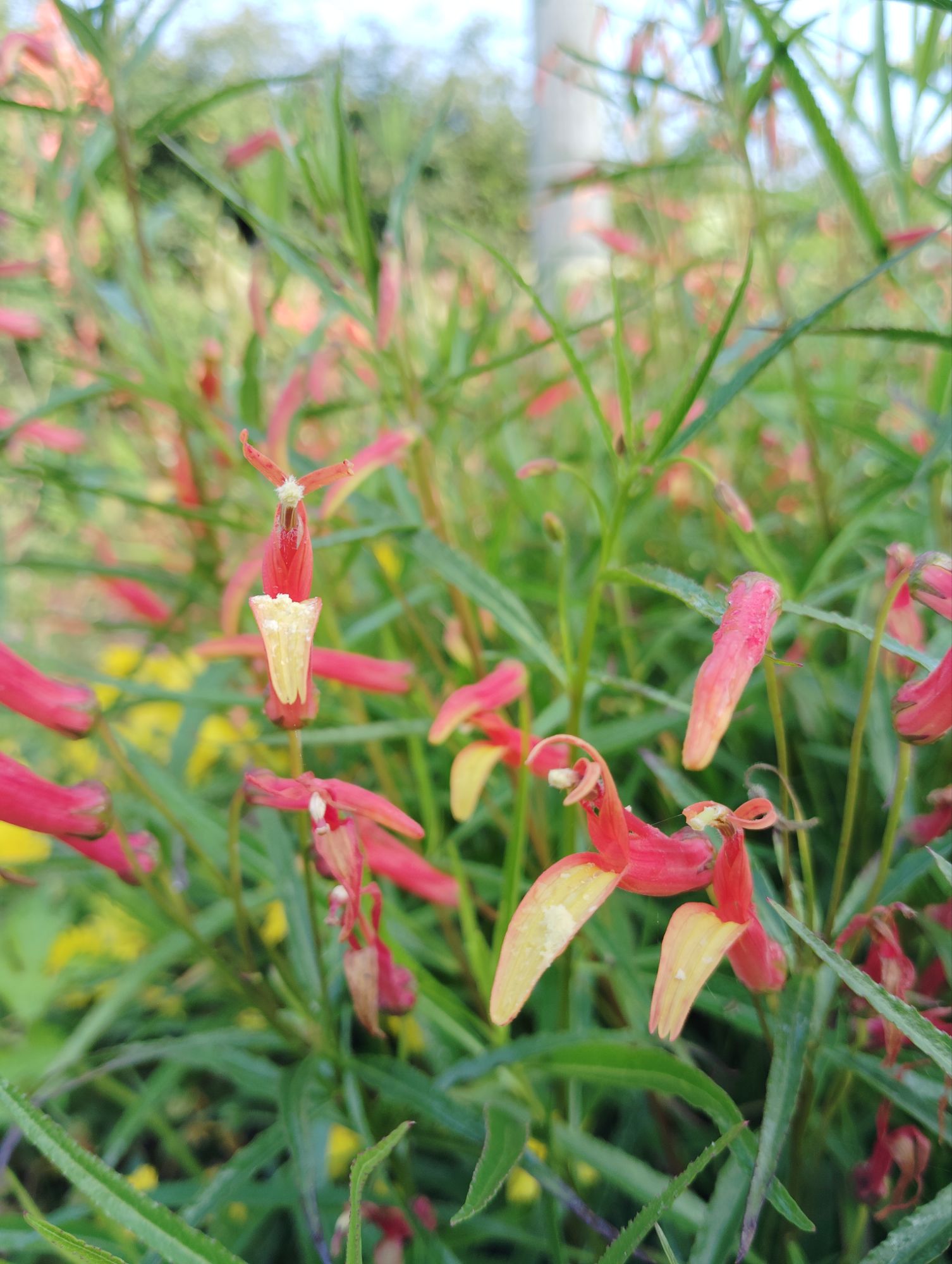 Mexican Cardinal Flower (Lobelia laxiflora) Profile: Growing Tips ...