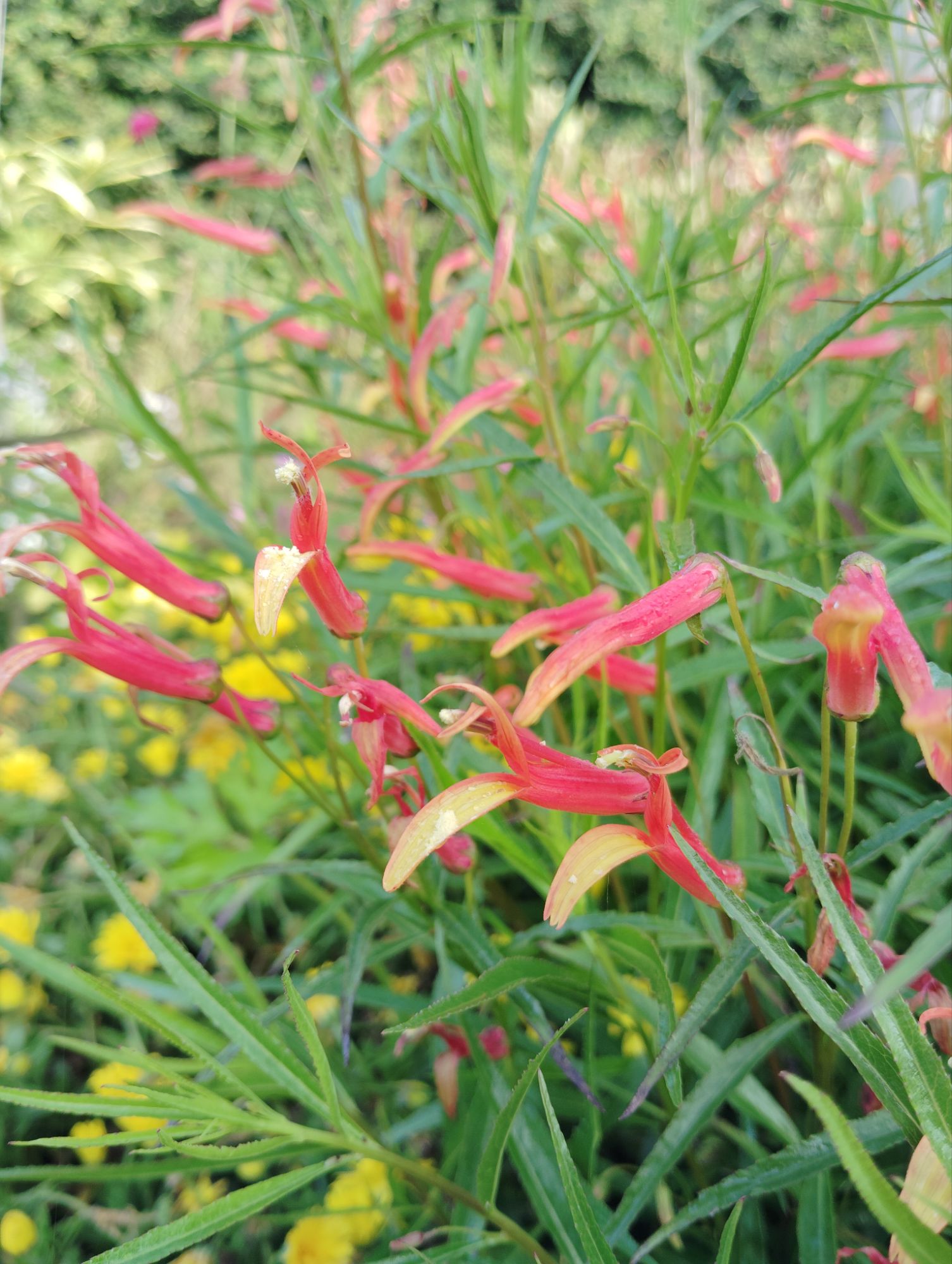 Mexican Cardinal Flower (Lobelia laxiflora) Profile: Growing Tips ...