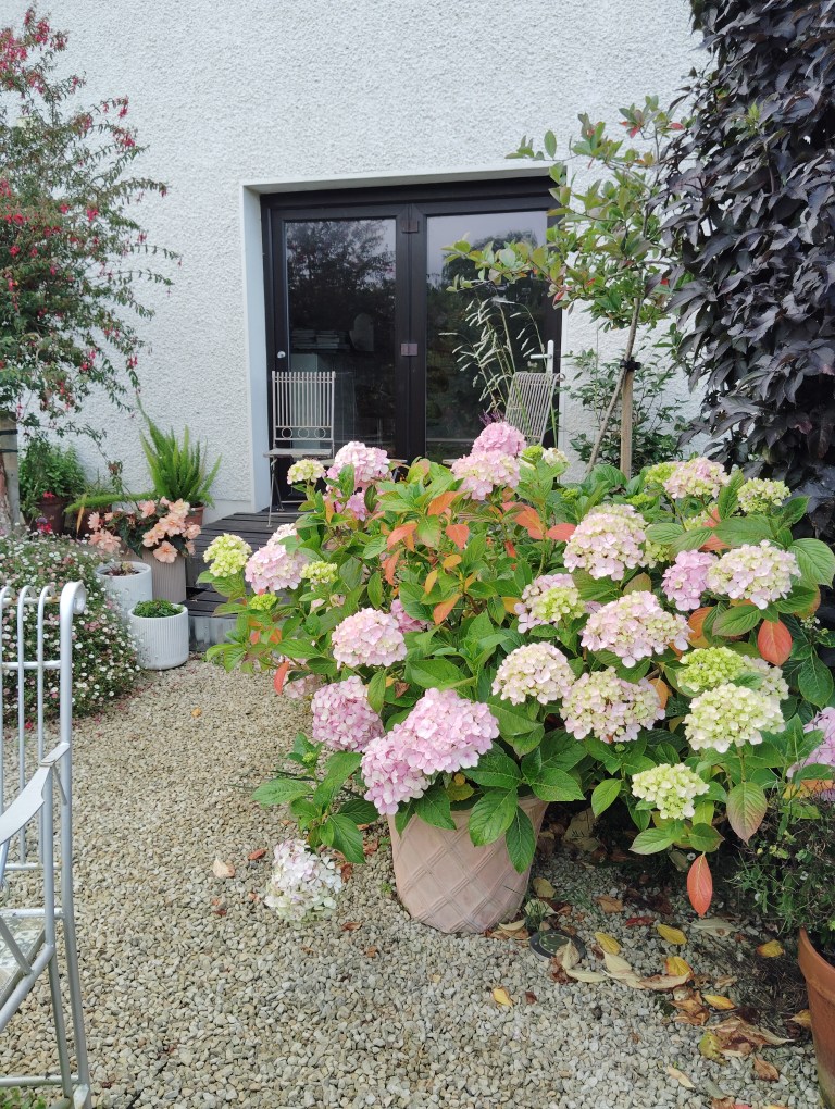 Ciaran Burke Plants & Gardening – Ciaran The Gardener