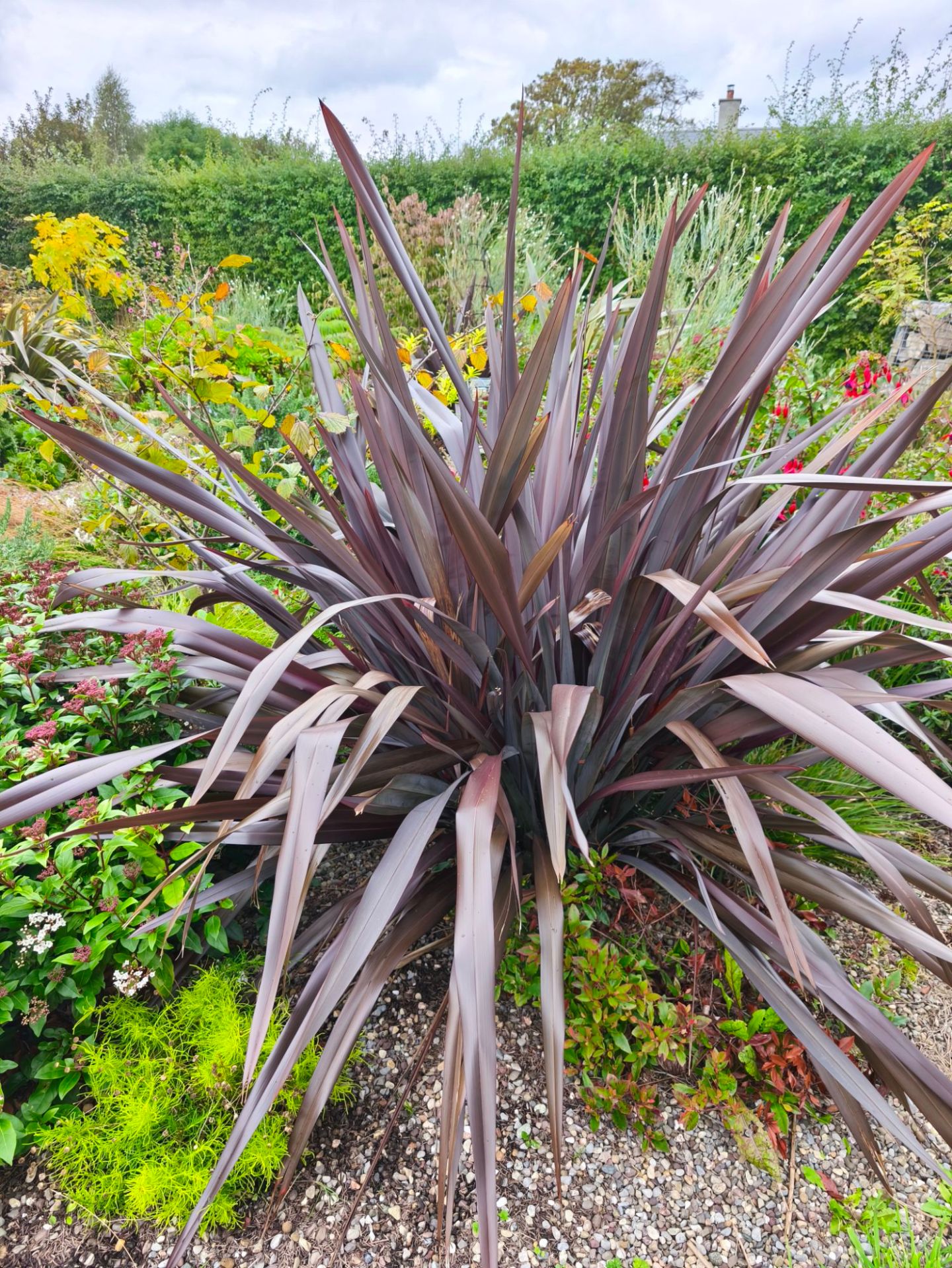 Ciaran Burke Plants & Gardening – Ciaran The Gardener